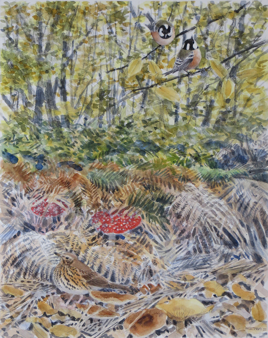 Mike Warren - Wildlife Artist and Designer