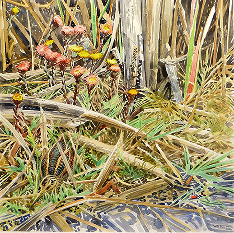 Mike Warren - Wildlife artist and Designer