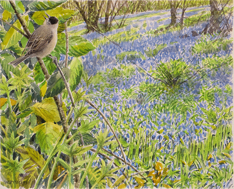 Mike Warren - Wildlife artist and Designer