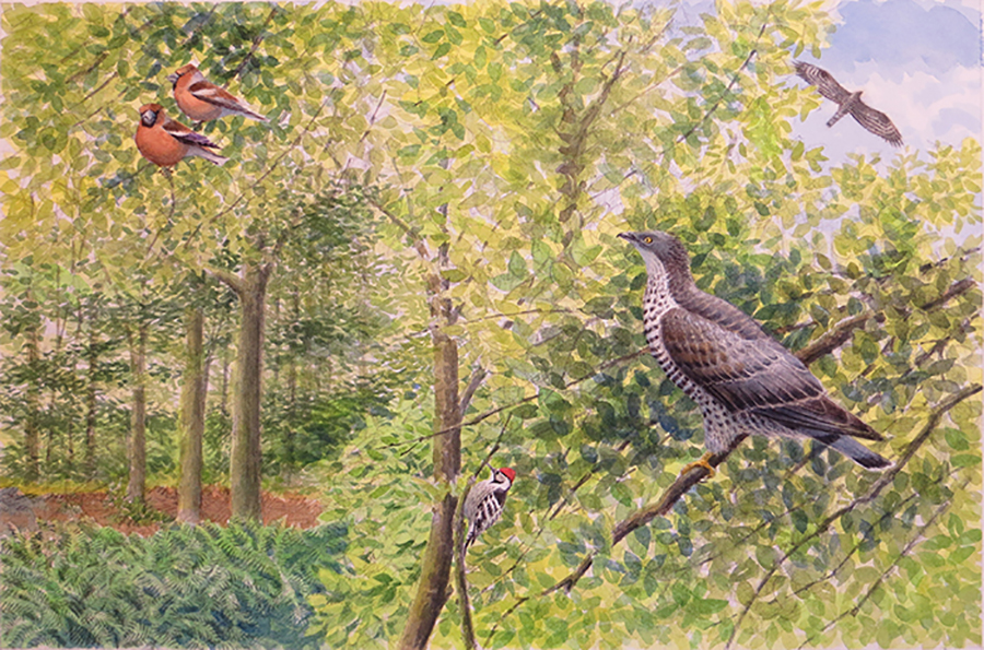 Mike Warren - Wildlife artist and Designer