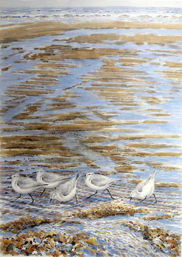 Mike Warren - Wildlife artist and Designer