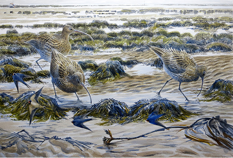 Mike Warren - Wildlife artist and Designer