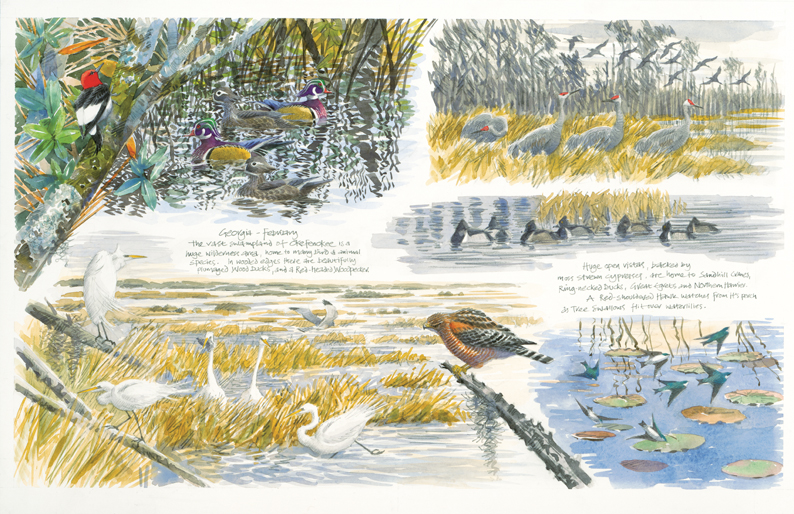 Mike Warren - Wildlife Artist and Designer