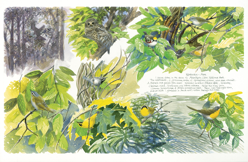 Mike Warren - Wildlife Artist and Designer