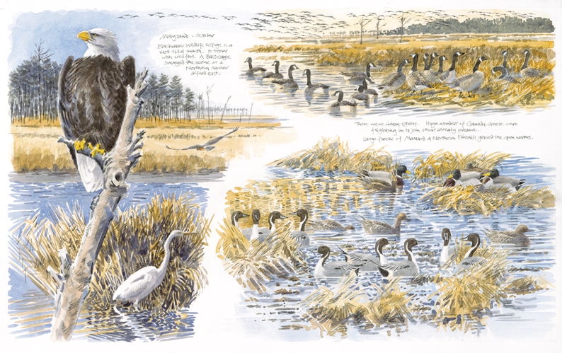 Mike Warren - Wildlife Artist and Designer