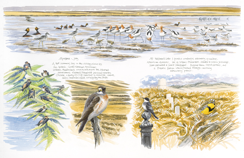 Mike Warren - Wildlife Artist and Designer