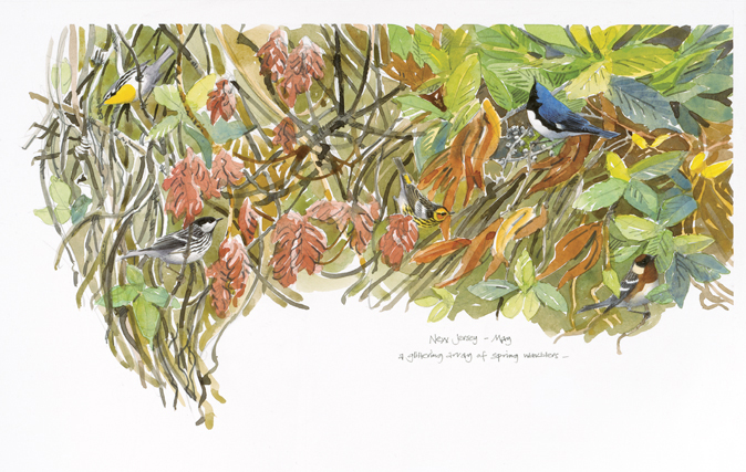 Mike Warren - Wildlife Artist and Designer