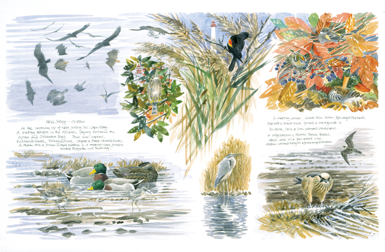 Mike Warren - Wildlife Artist and Designer