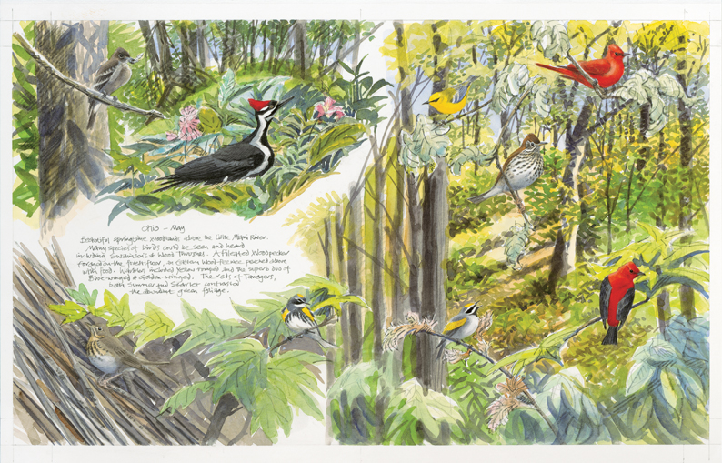 Mike Warren - Wildlife Artist and Designer