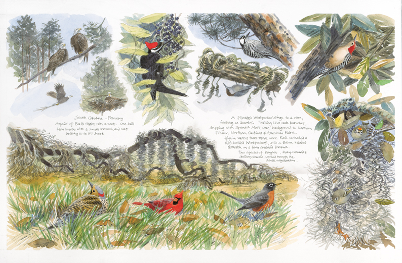 Mike Warren - Wildlife Artist and Designer