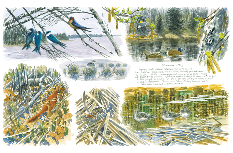 Mike Warren - Wildlife Artist and Designer