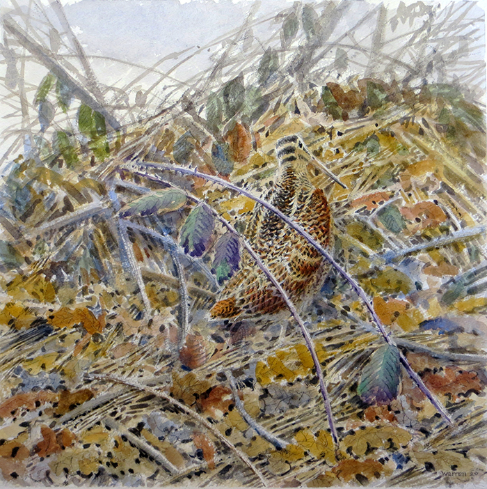 Mike Warren - Wildlife artist and Designer